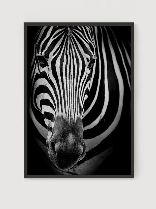 Zebra Poster